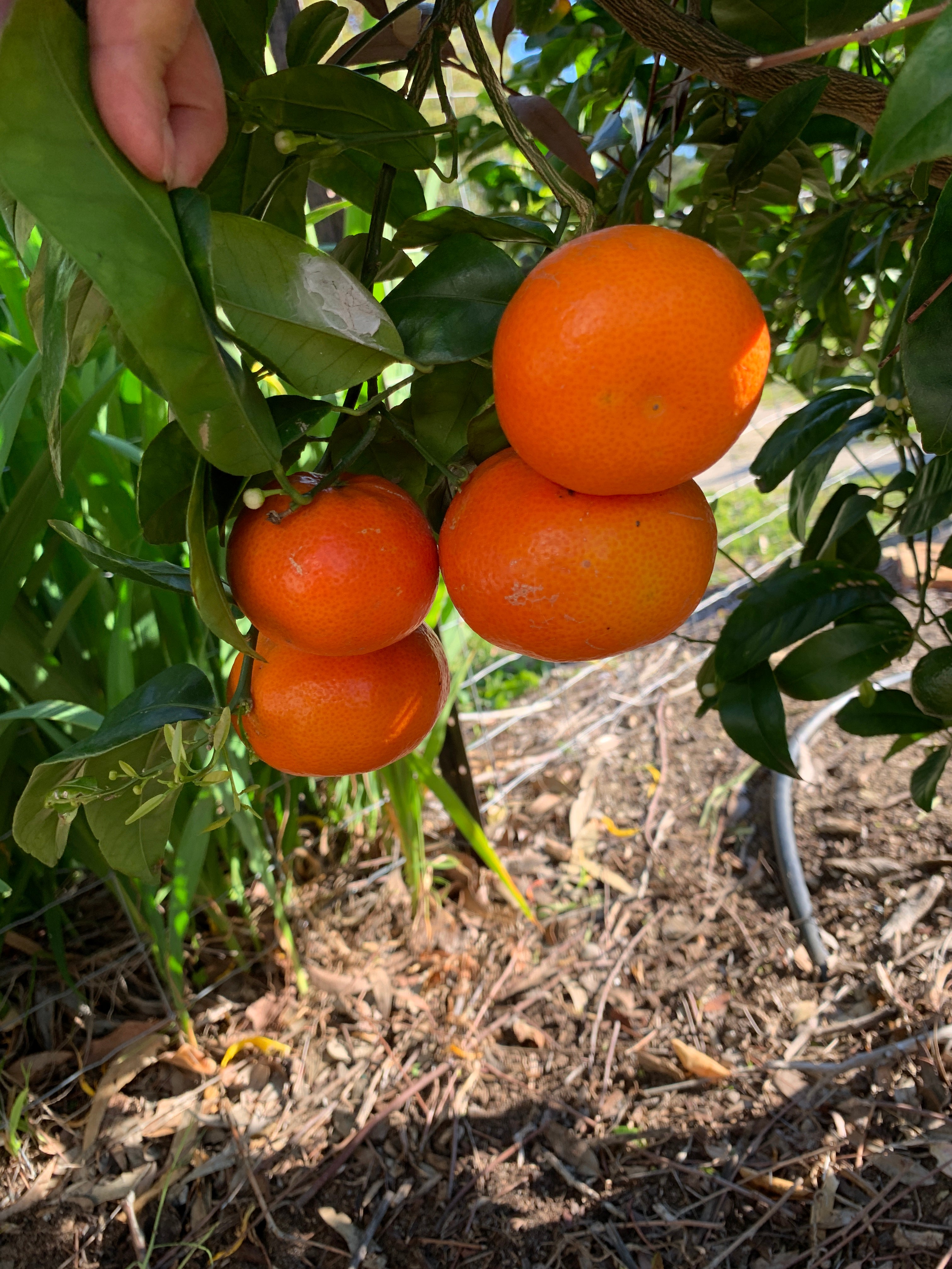 Citrus – Naizy Trees